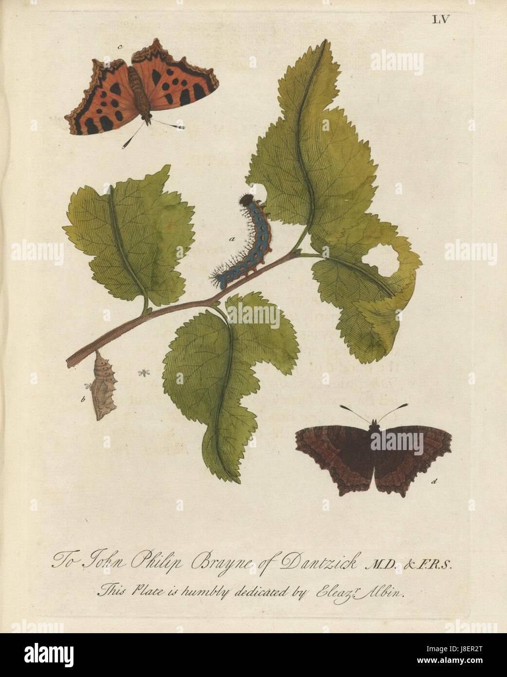 This work, *Natural History of English Insects*, offers detailed ...