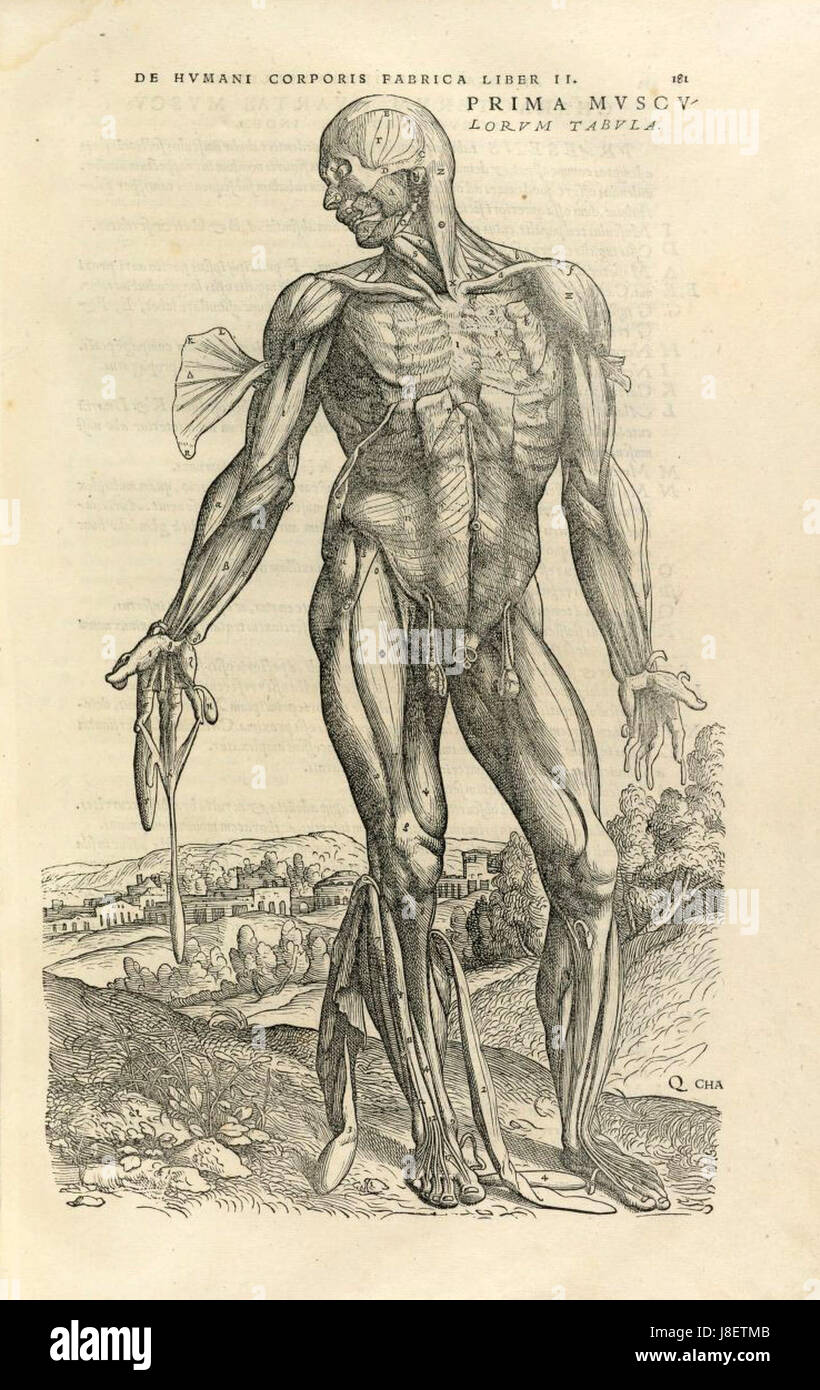 Human body anatomy hi-res stock photography and images - Alamy