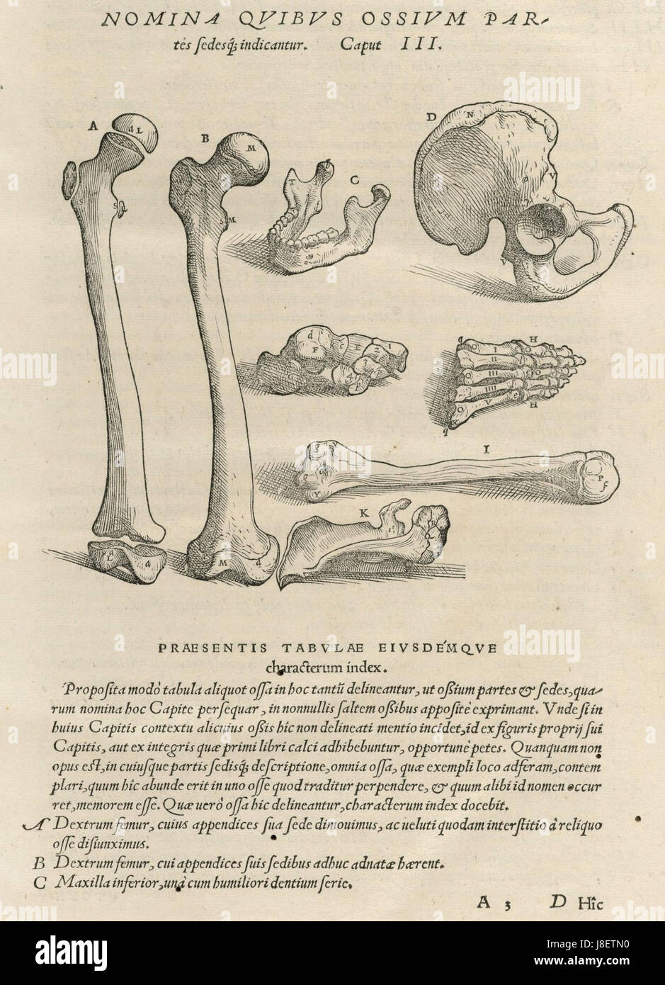 This work is a part of the 16th-century medical text 'De humani ...