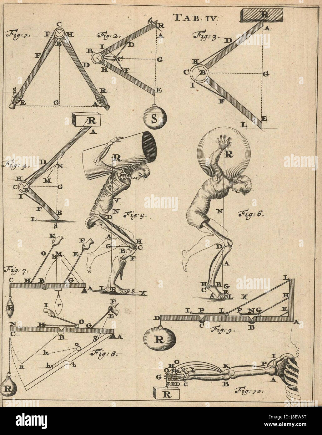 Animalium hi-res stock photography and images - Alamy