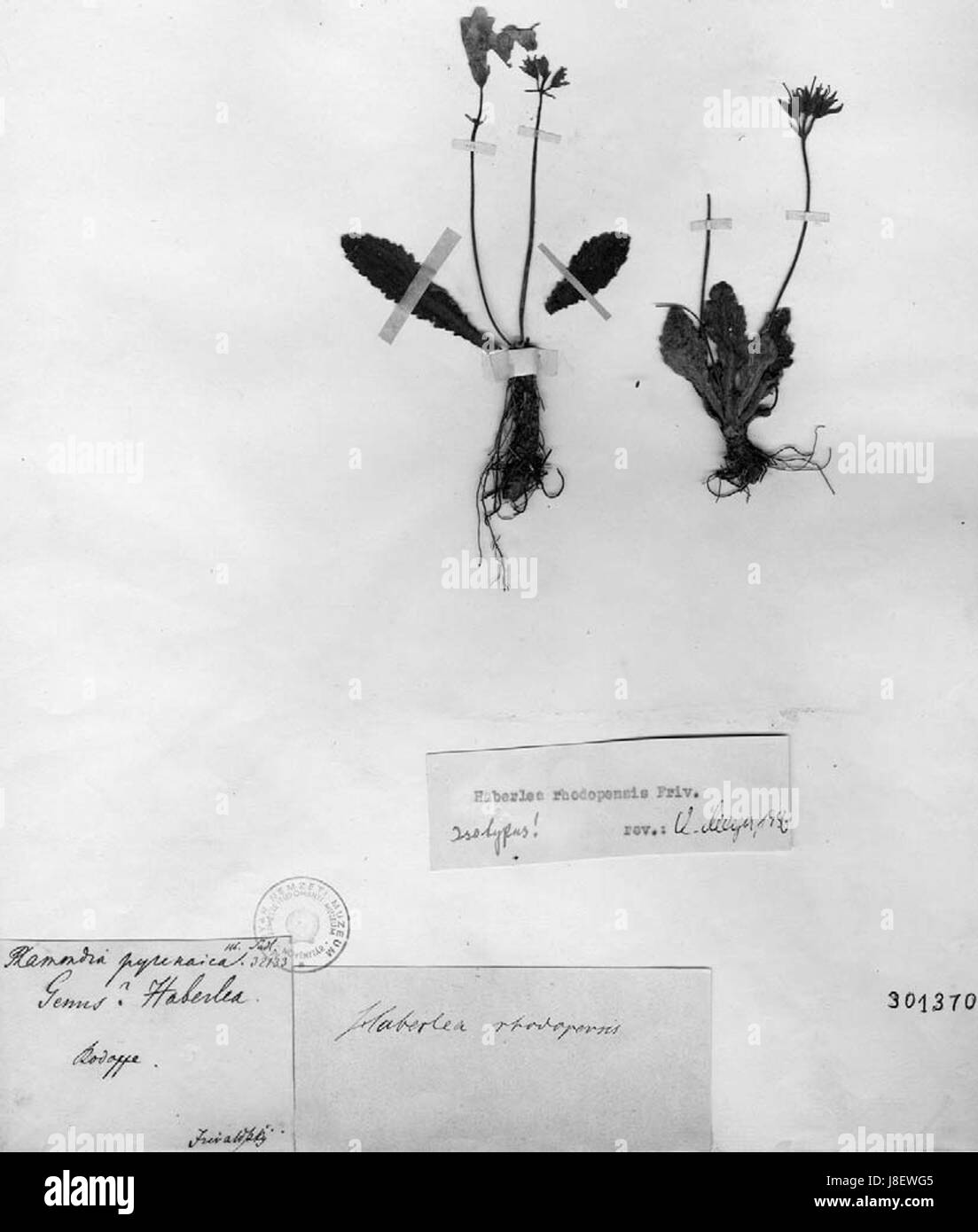 Haberlea rhodopensis Lectotype Stock Photo - Alamy