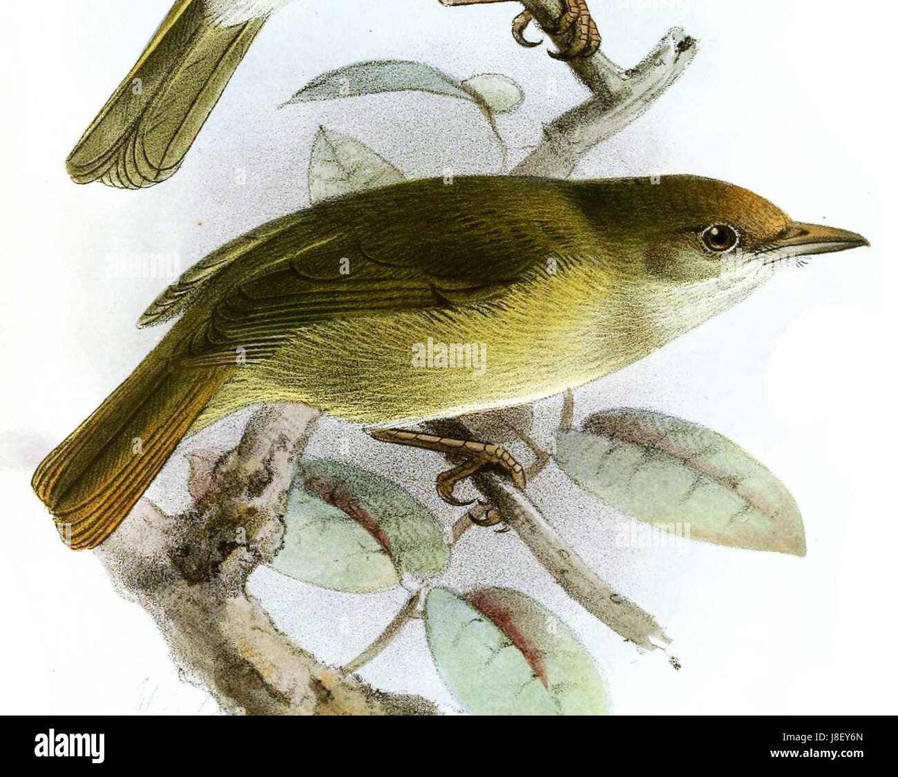 â€˜Hylophilus ochraceiceps ferrugineifronsâ€™ refers to a subspecies of ...