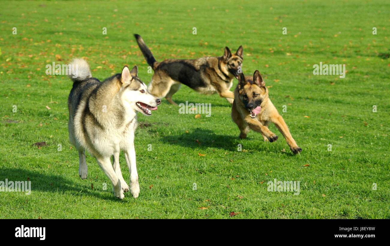 game, tournament, play, playing, plays, played, dog, dogs, german ...
