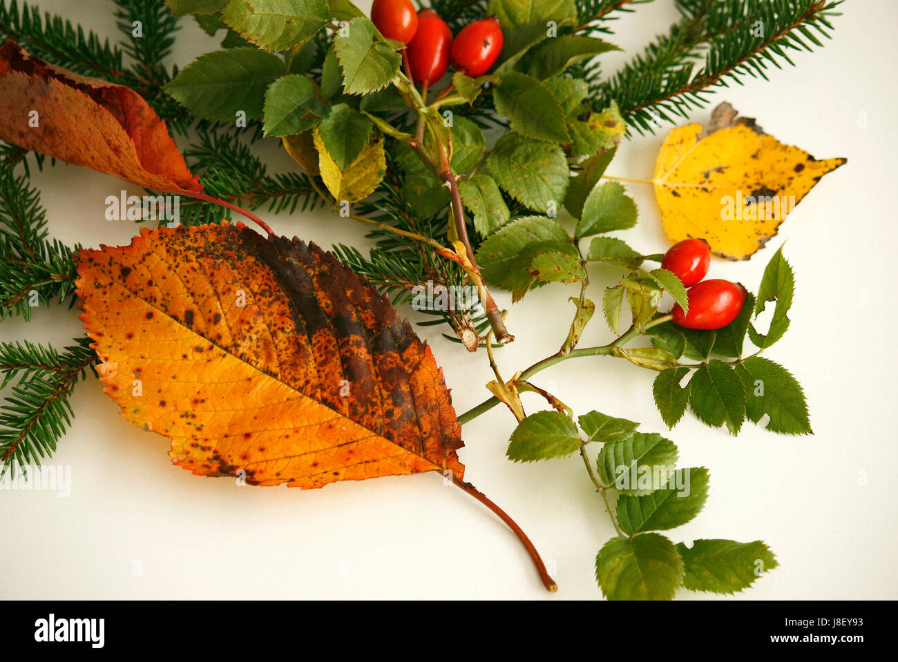 tree, leaves, haws, foliage, fall, autumn, tree, winter, leaves ...