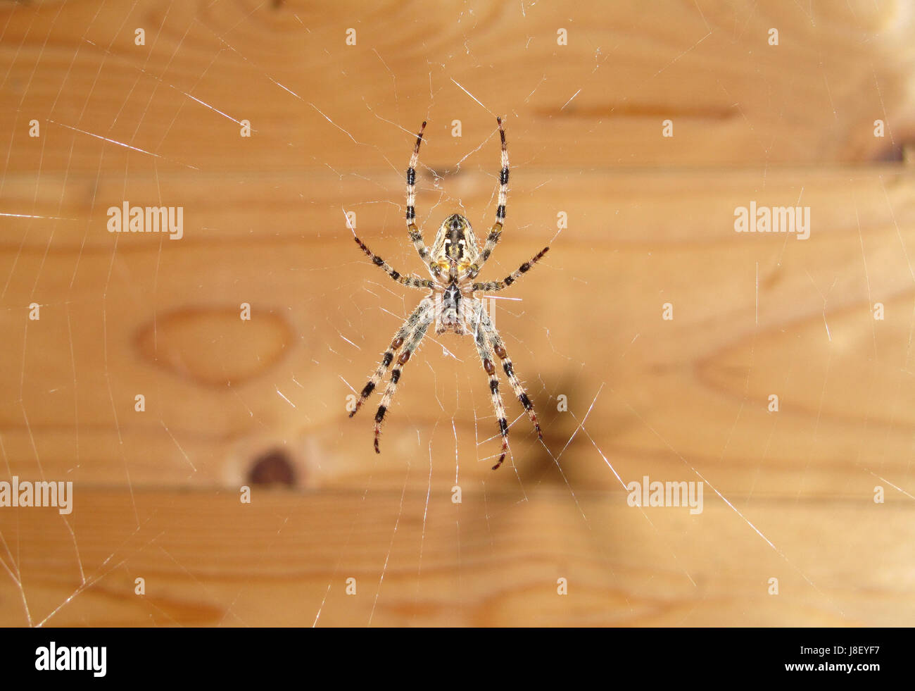 Spin stick insect hi-res stock photography and images - Alamy