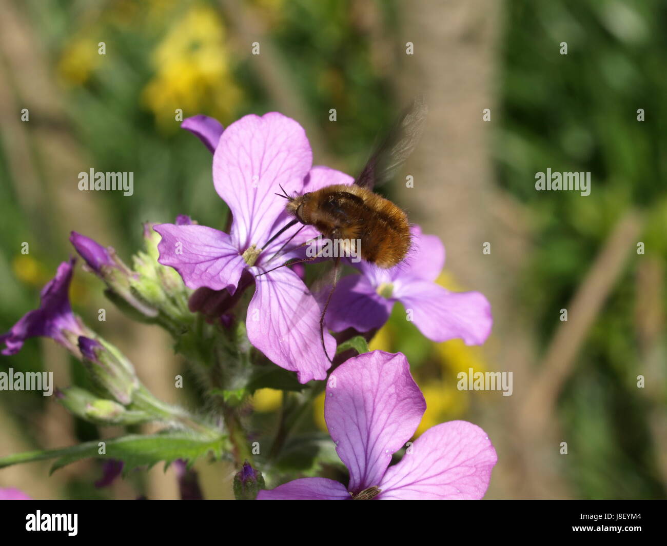 flies, insects, flies, insect, insects, fly, zweiflgler, wollschweber ...