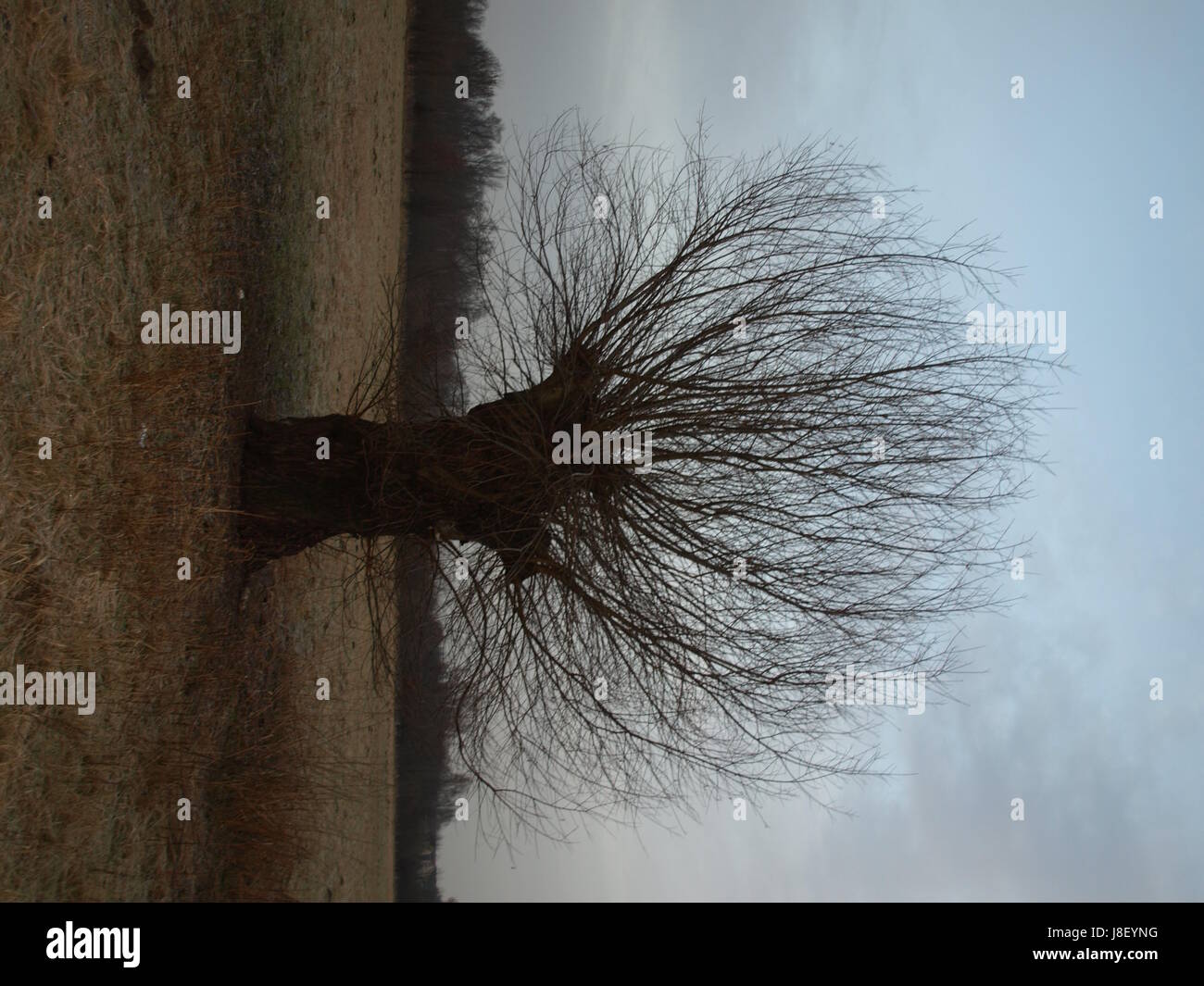 tree, trees, browse, osier, tree, trees, field, nature-sanctuary, acre ...