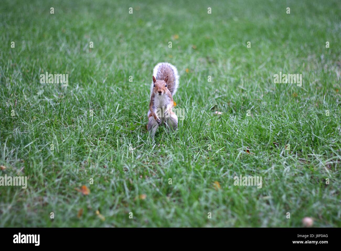squirrel, karate, nature, animal, green, pet, cuddle, squirrel, caress ...