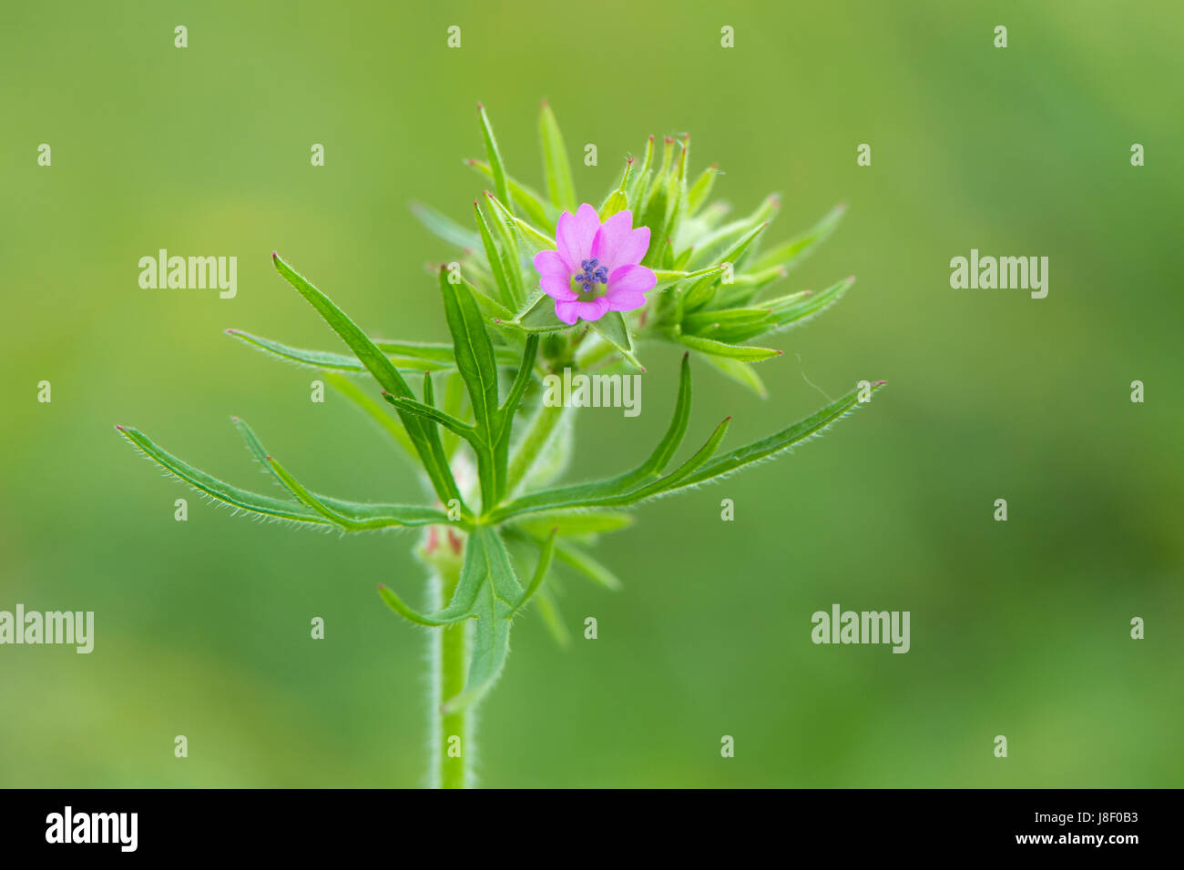 Cut-leaved crane's-bill (Geranium dissectum) leaves and flower. Pink ...
