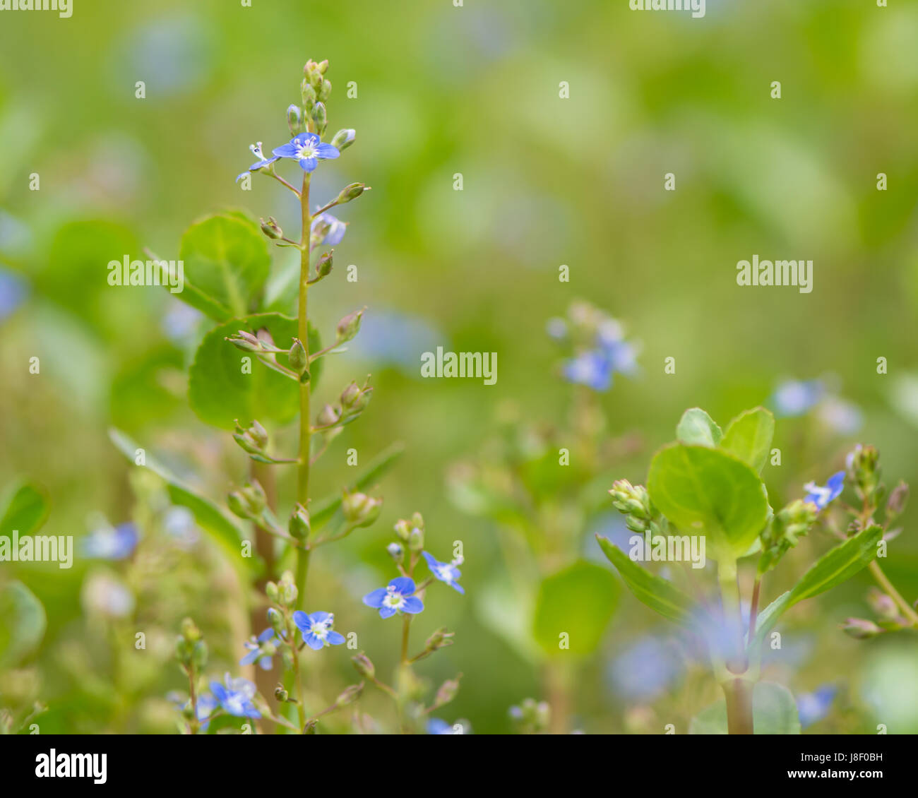 Brooklime (Veronica beccabunga) plant in flower. Raceme of blue flowers ...