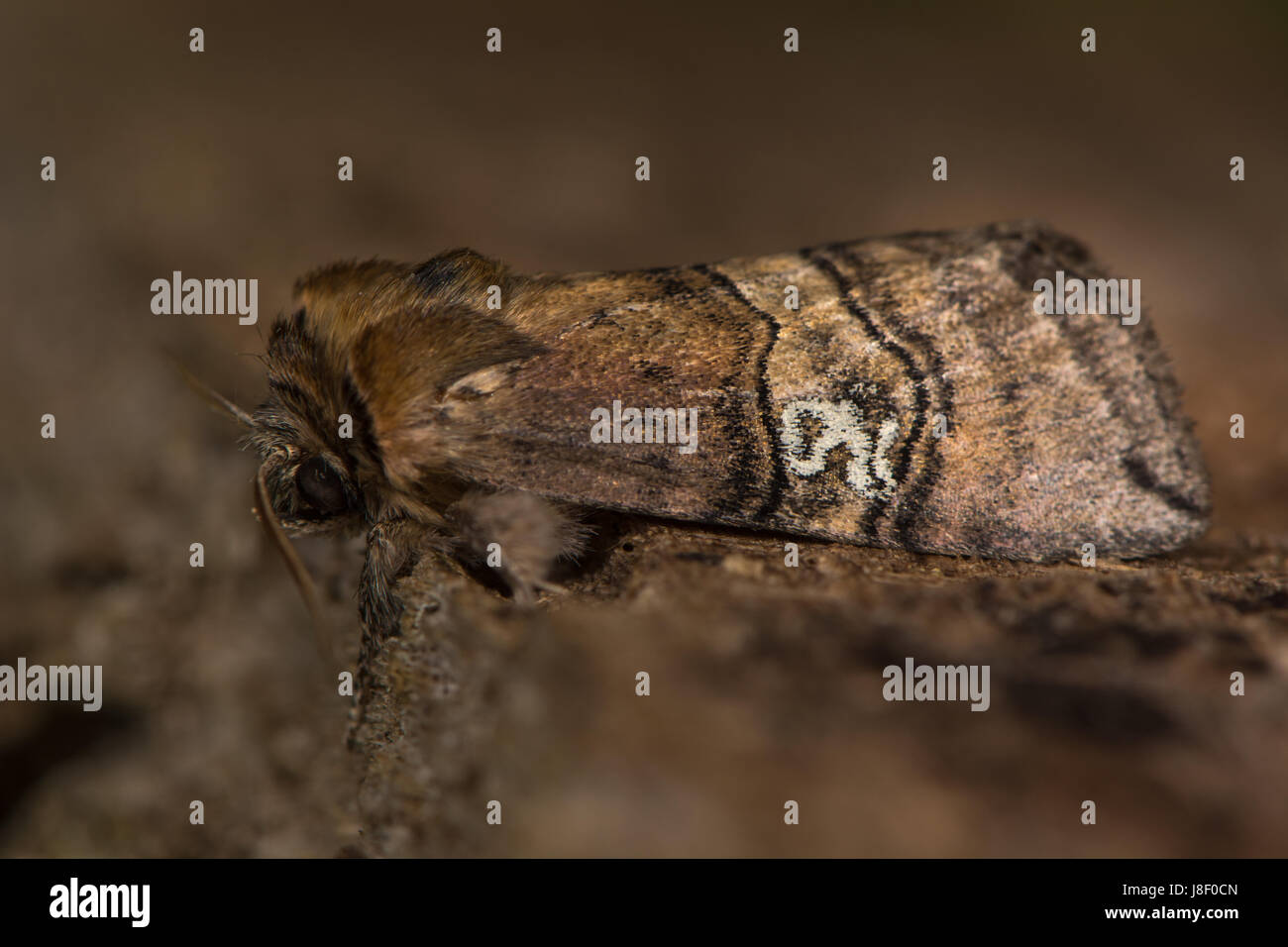 Figure of eighty moth (Tethea ocularis) at rest. Insect in the family ...