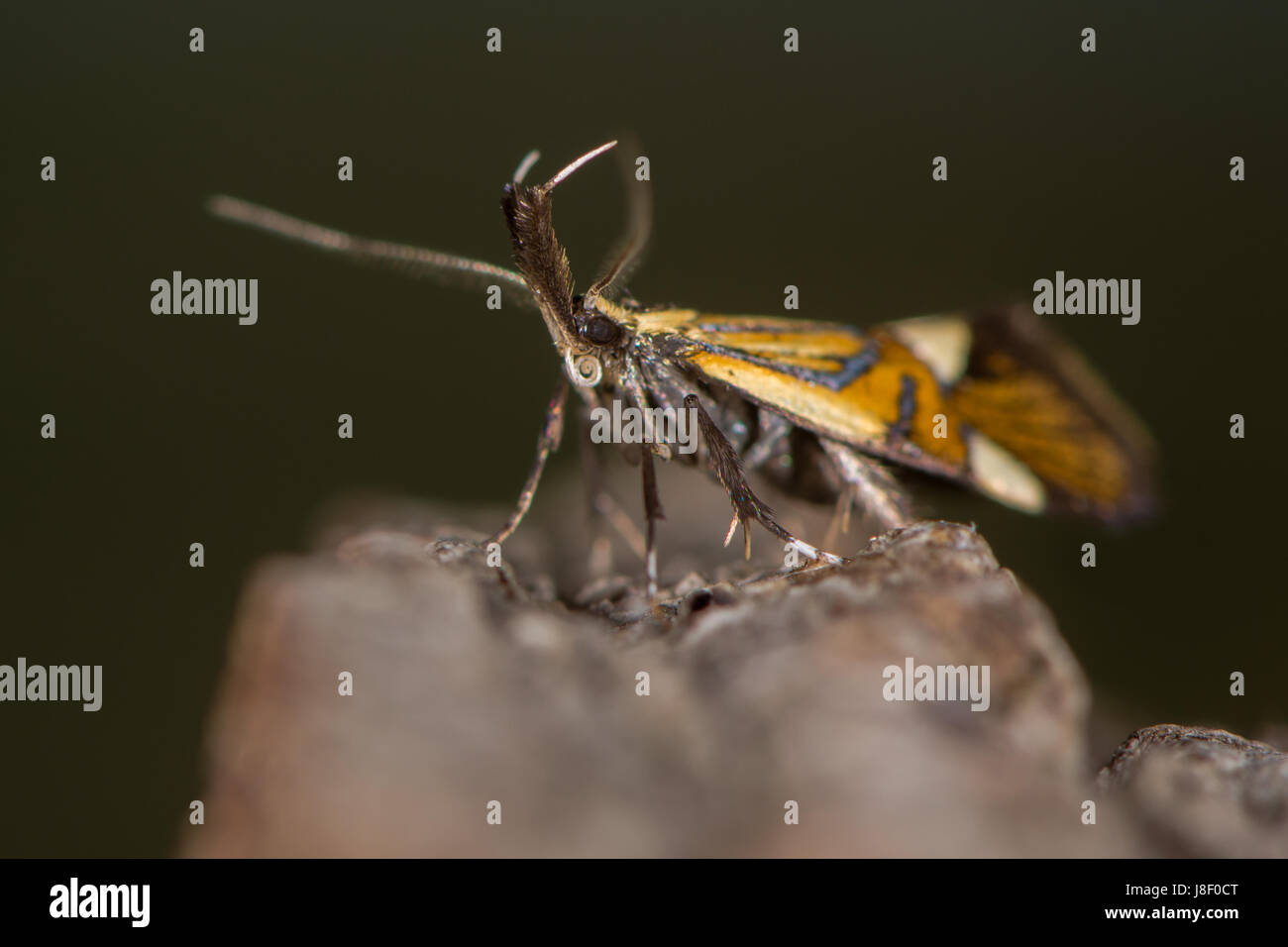 Alabonia geoffrella moth showing palps. Spectacular day-flying moth in ...