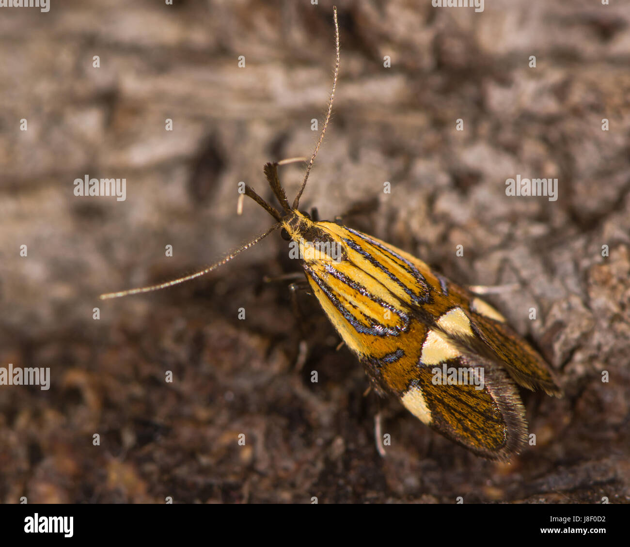 Alabonia geoffrella moth from above. Spectacular day-flying moth in the ...