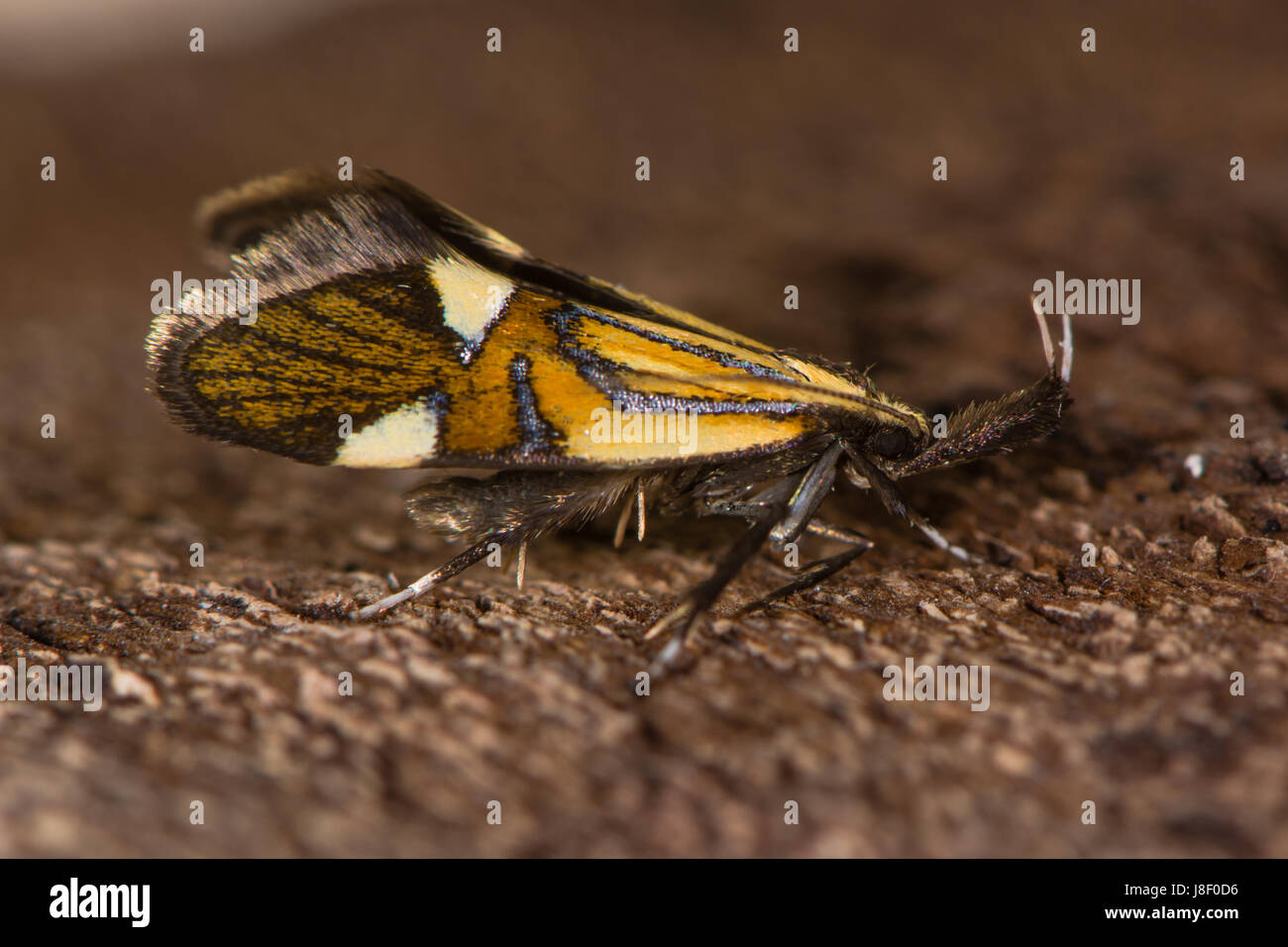 Alabonia geoffrella moth in profile. Spectacular day-flying moth in the ...
