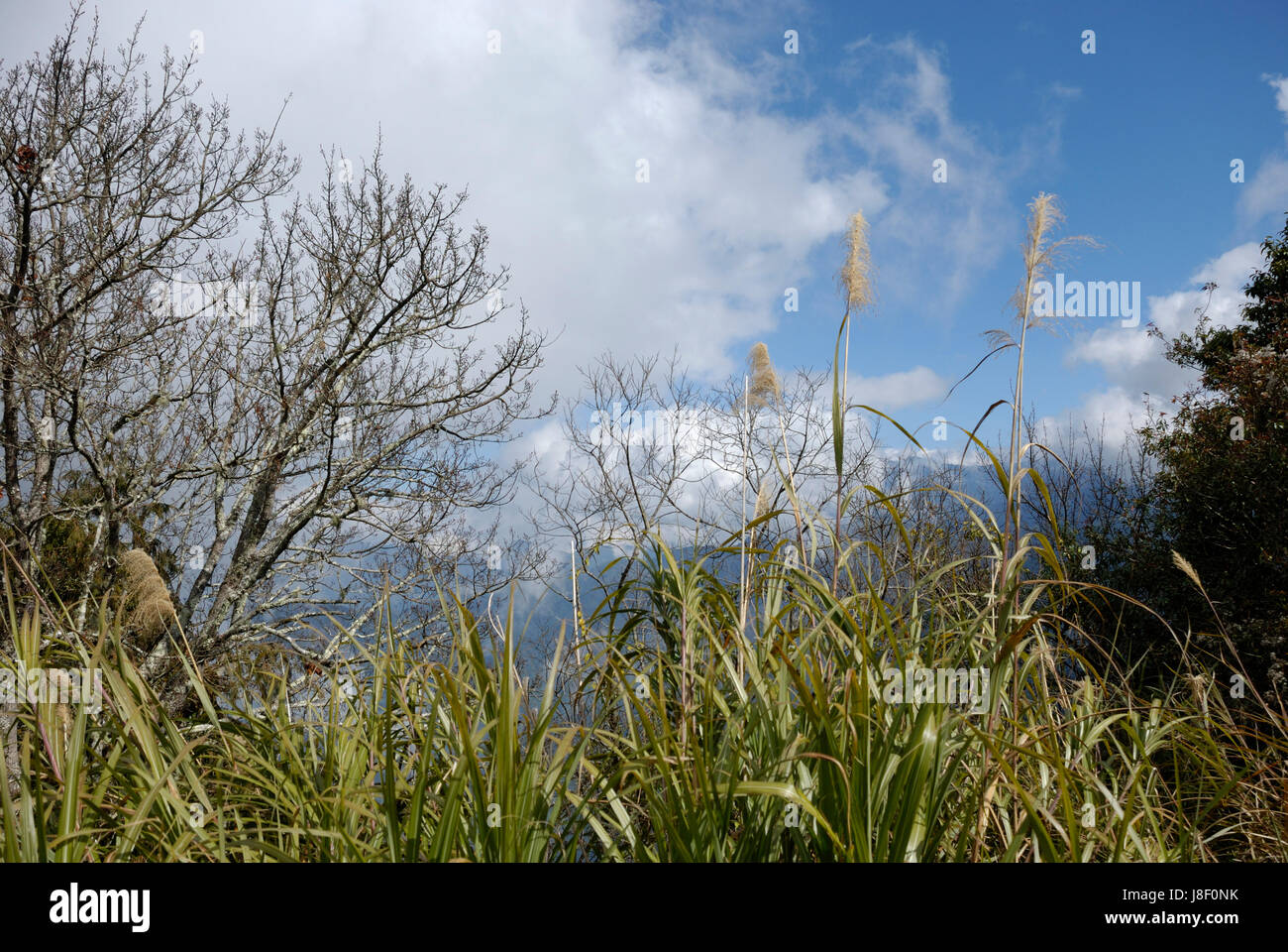 grasses, taiwan, mountain, meadow, grass, lawn, green, blue, tree ...