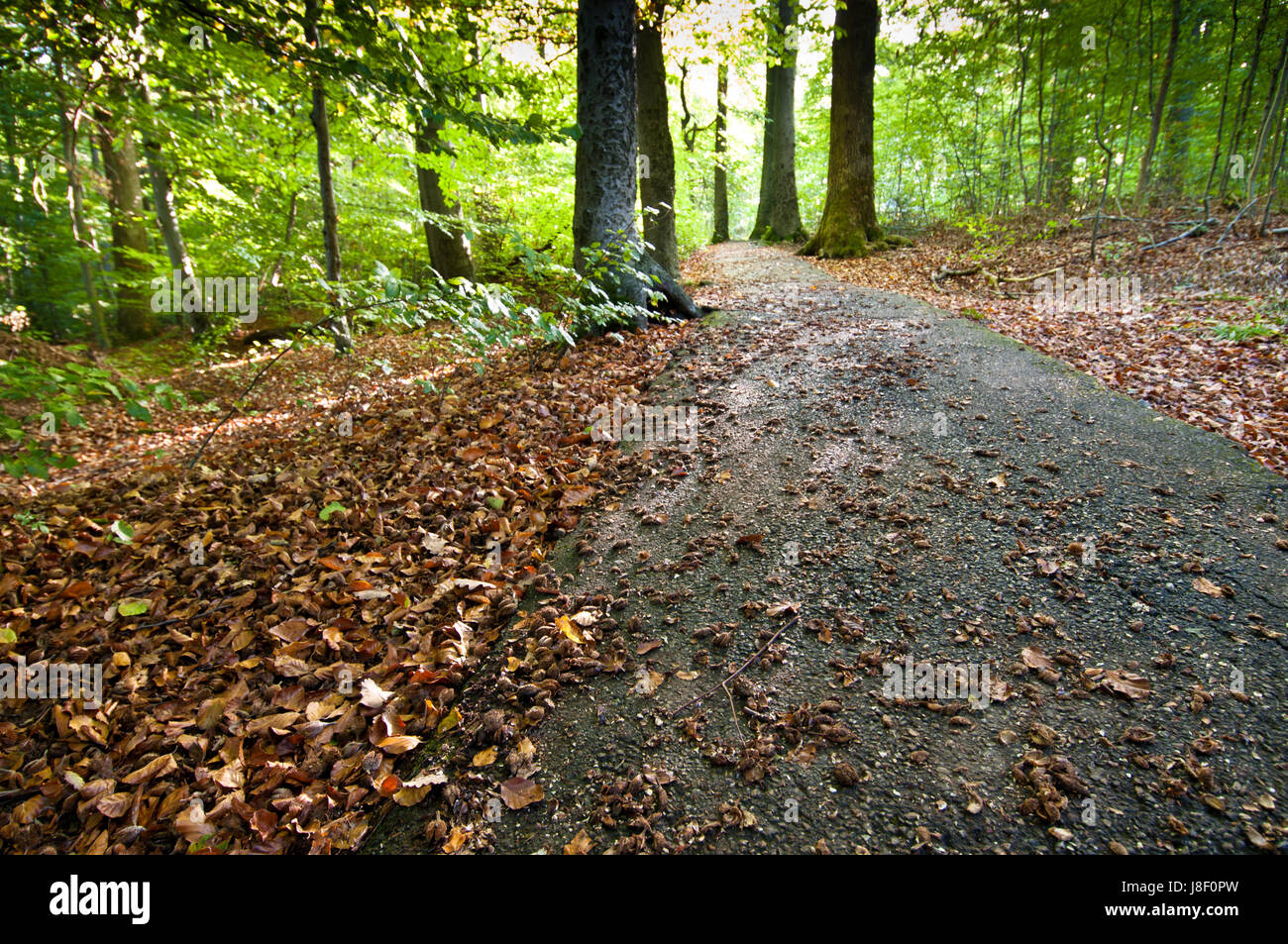 tree, trees, path, way, forest, fall, autumn, environment, enviroment ...