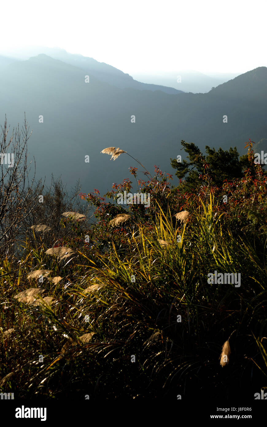 chushan on alishan Stock Photo - Alamy