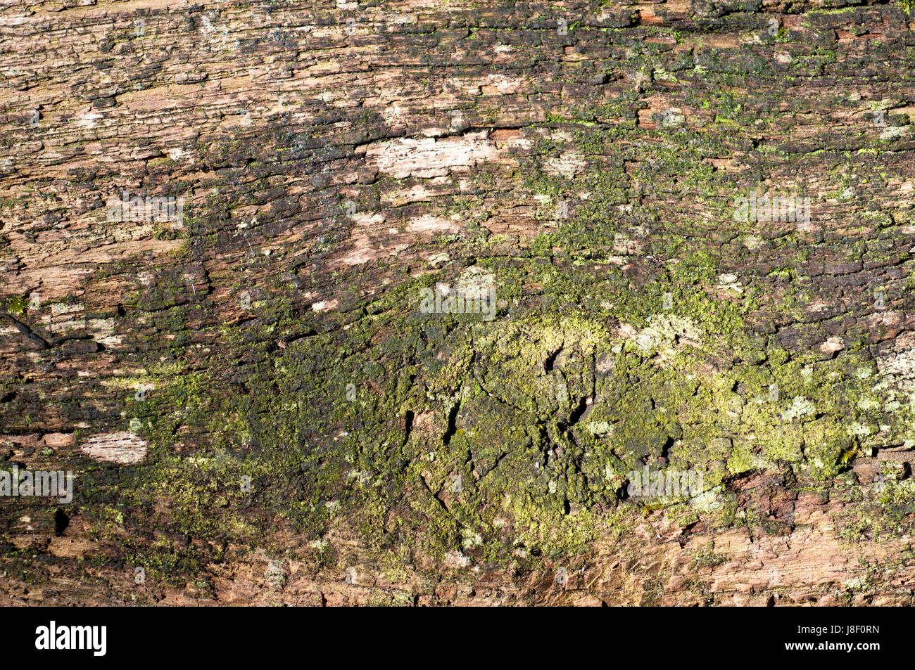 wood, moss, shelf, weatherworn, mossy, backdrop, background, old, tree ...