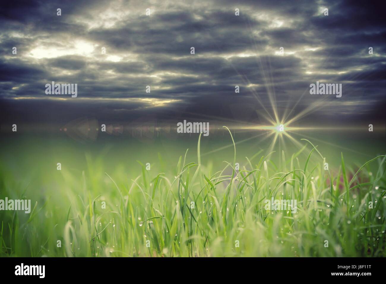 Grass field background Stock Photo - Alamy