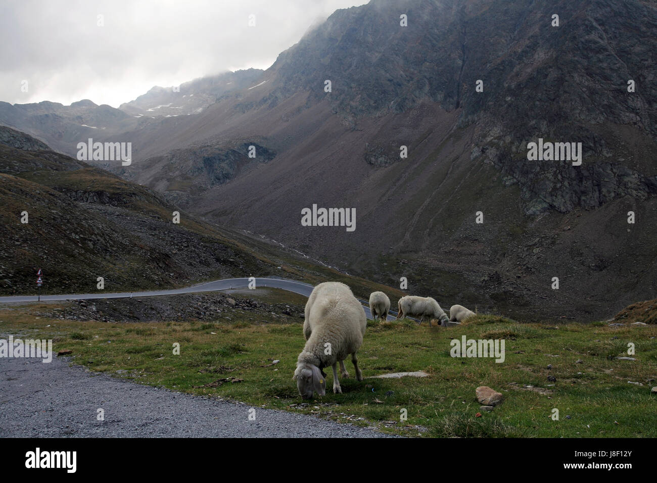 sheep in the alps Stock Photo - Alamy