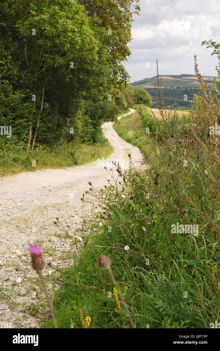 tree, england, landscape, scenery, countryside, nature, path, way ...