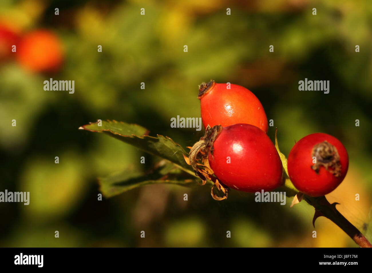 flower, rose, plant, haw, flower, rose, plant, green, shrub, haw ...