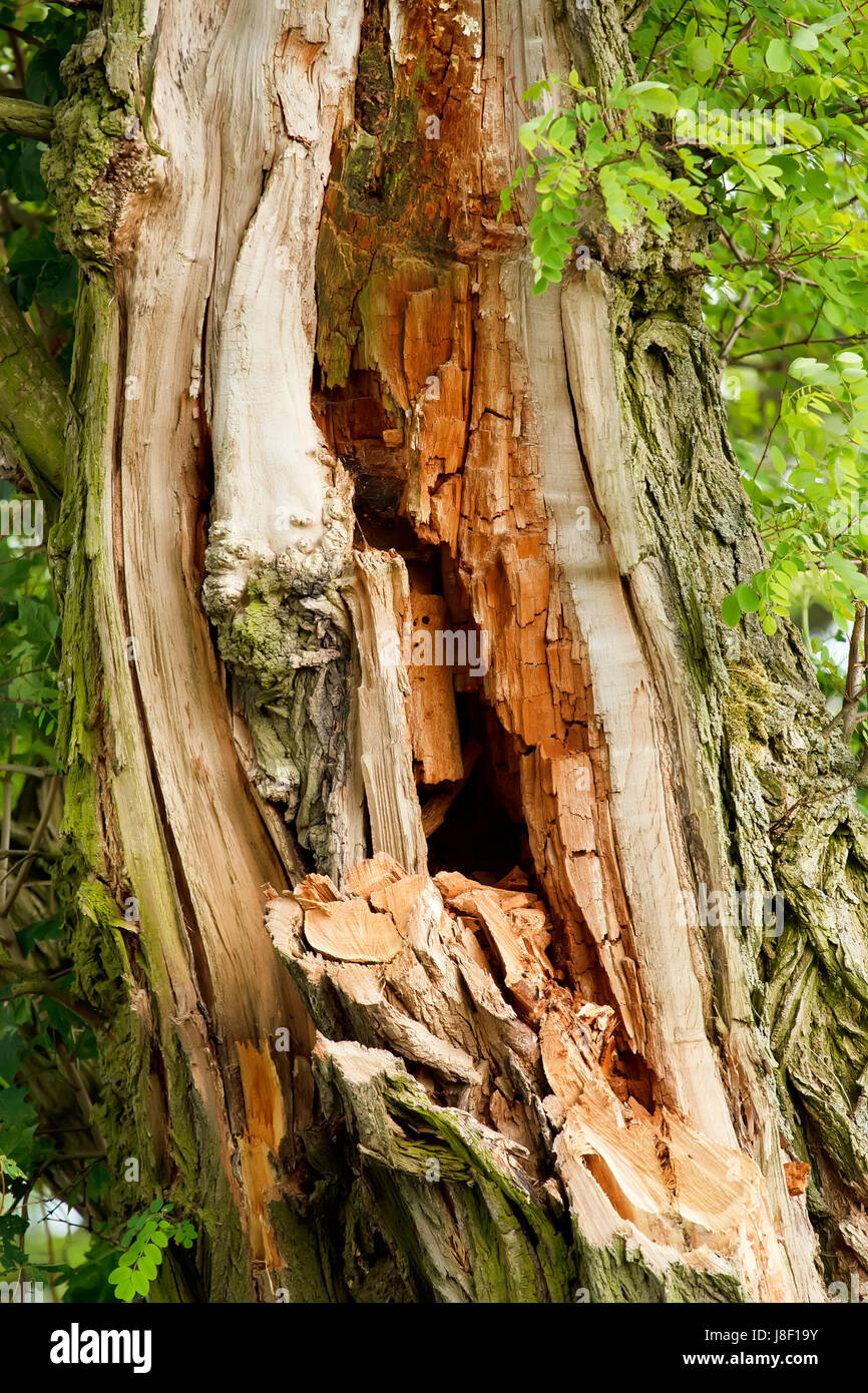 Old alive decayed tree in the forest hi-res stock photography and ...
