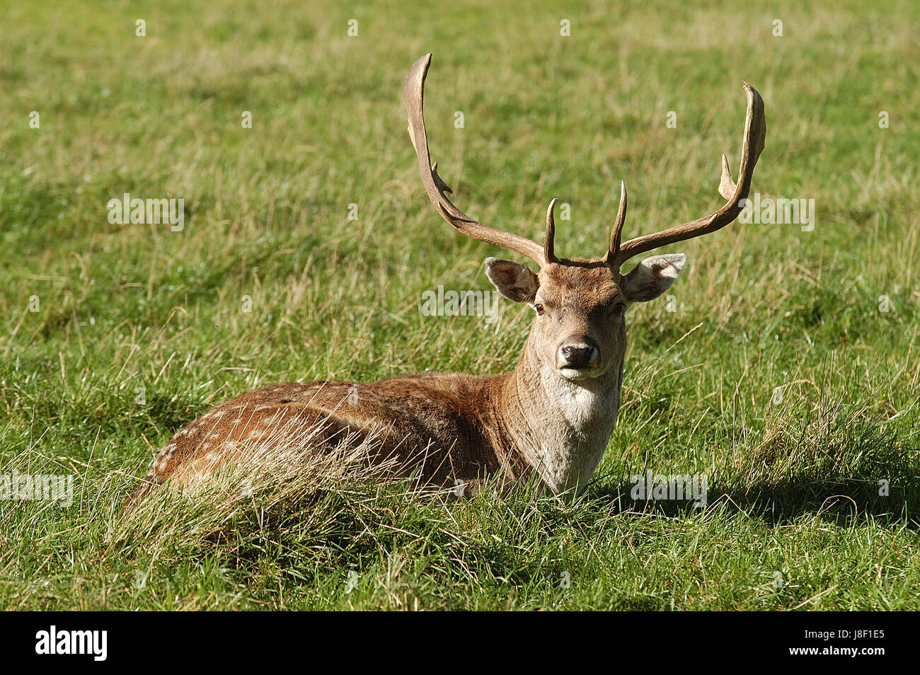 game reserve, fallow deer, antlers of a stag, hart, stag, animal ...