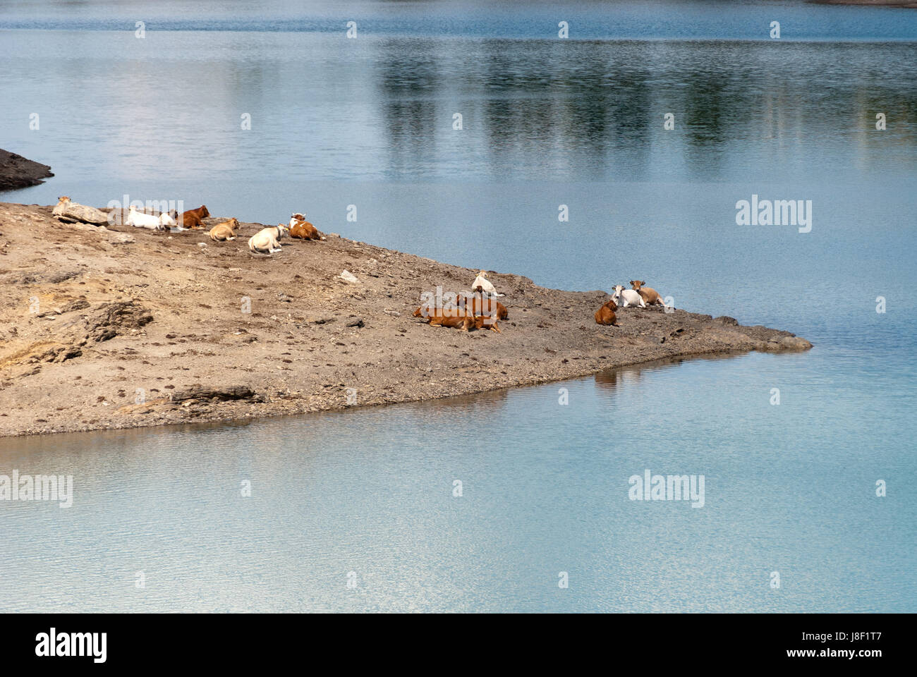 environment, enviroment, animals, cow, genoa, fresh water, lake, inland ...