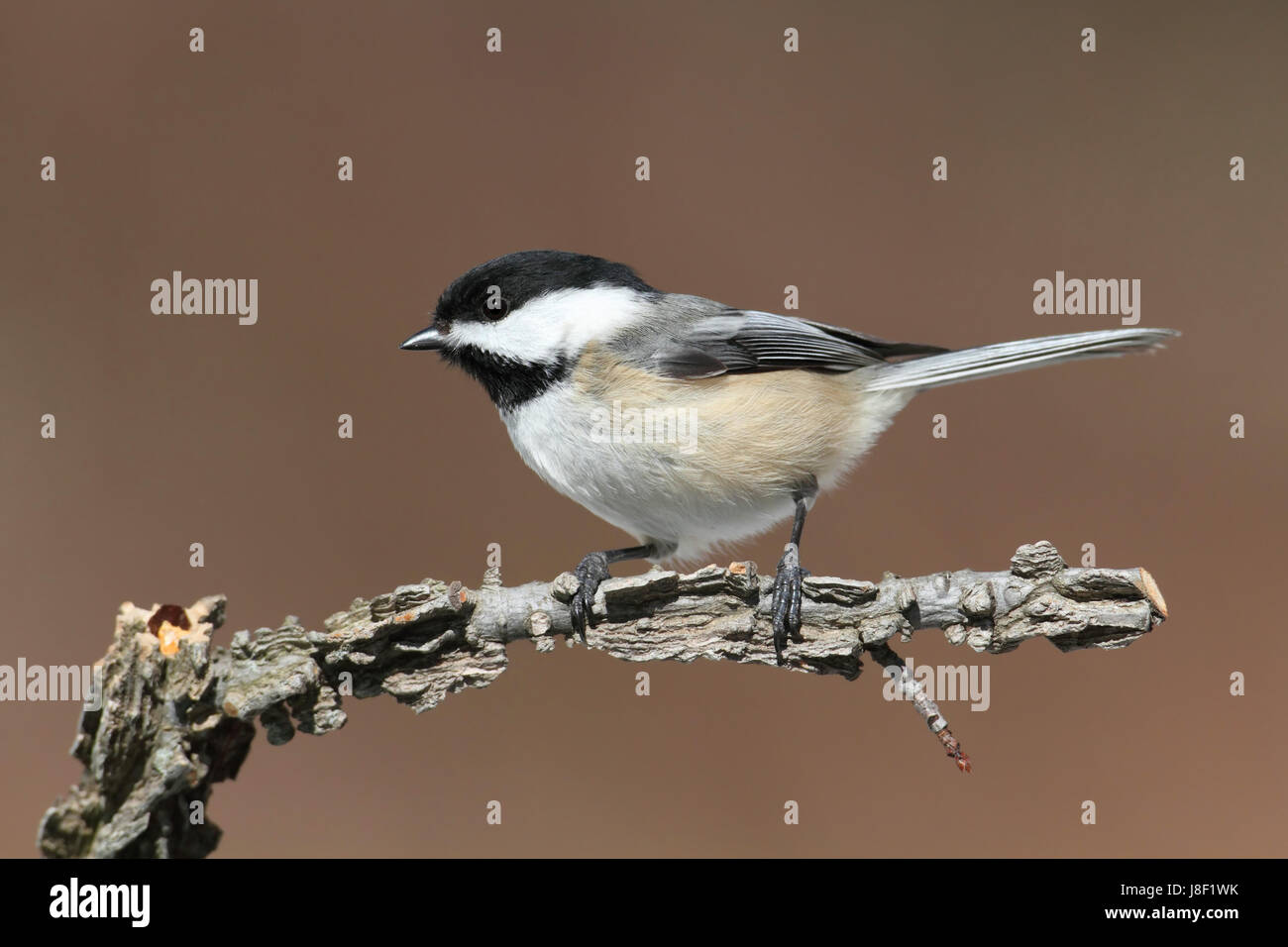 bird, wild, wildlife, nature, animal, bird, fauna, wild, birds, wing ...