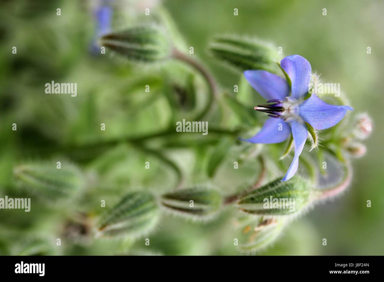medicinal plant, borage, medicinal plant, borage, borago officinalis ...