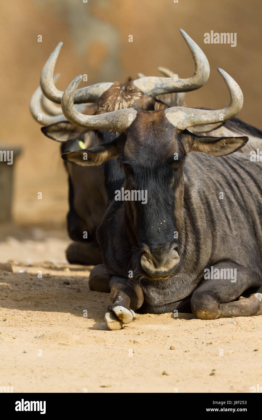 animal, mammal, wild, africa, lie, lying, lies, beard, wildlife, horns ...