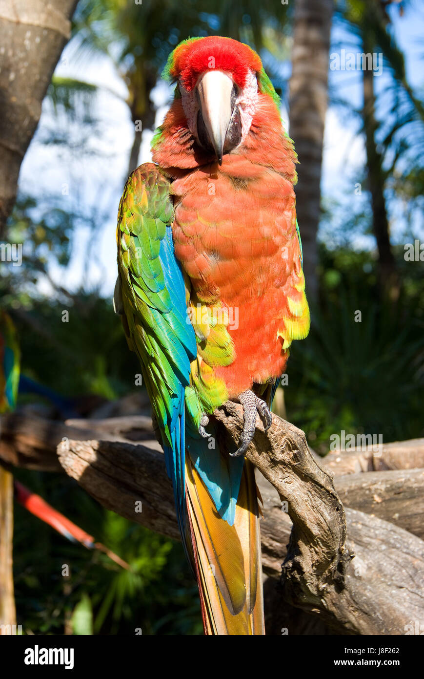 bird, coloured, colourful, gorgeous, multifarious, richly coloured ...