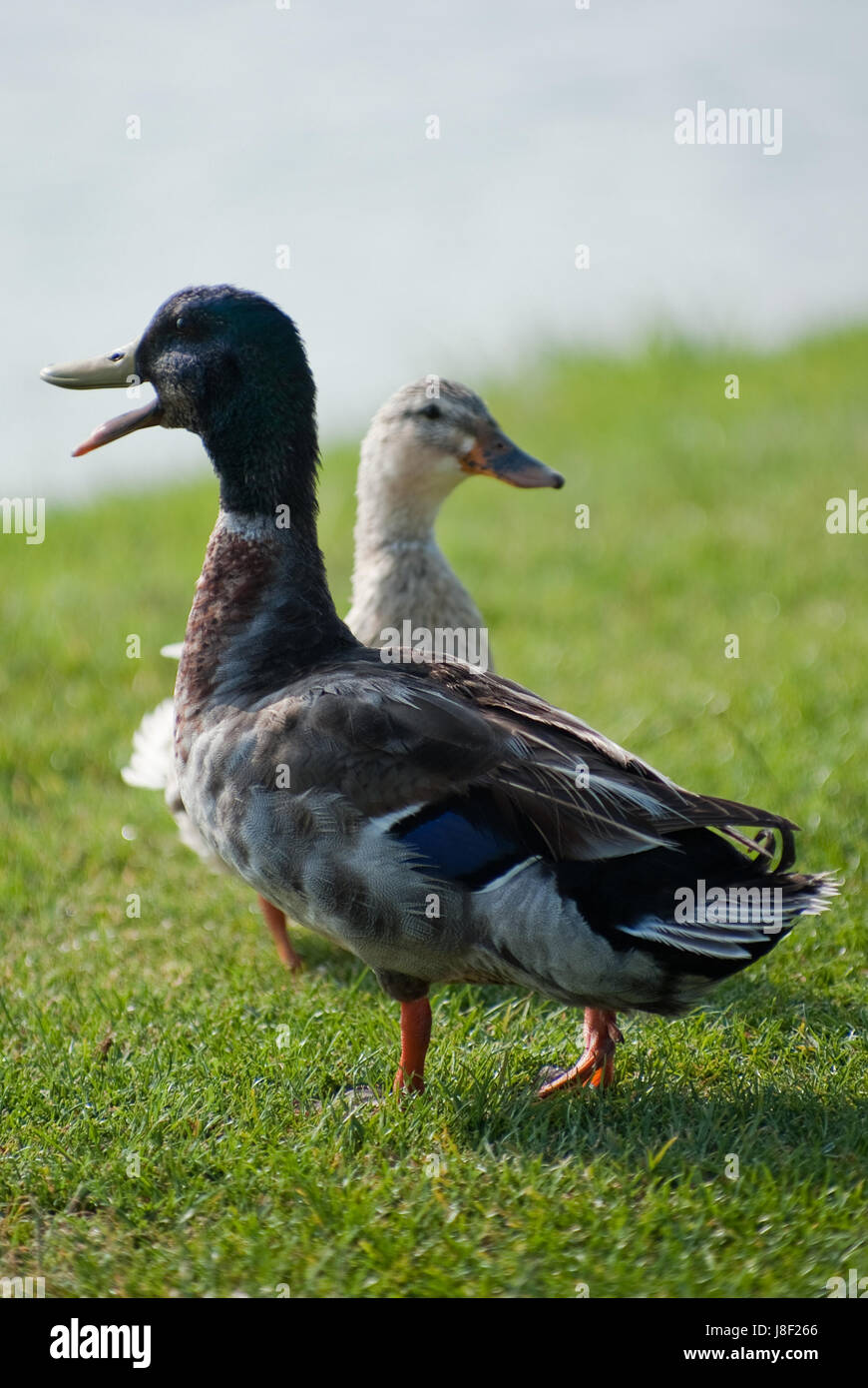 park, animal, bird, wild, wing, spring, bouncing, bounces, hop ...