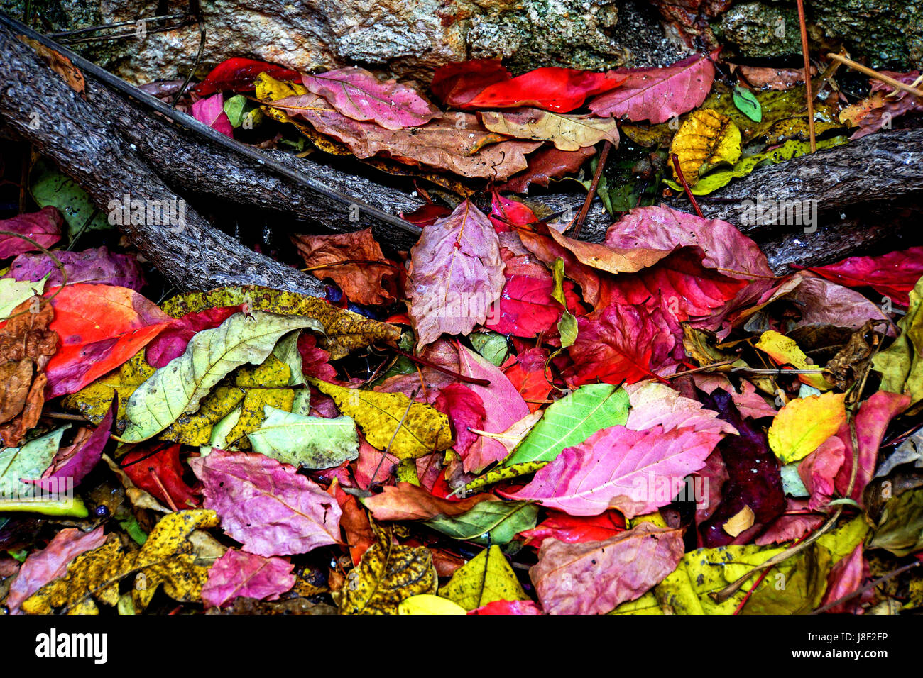 Colourful autumn leaves on the ground Stock Photo - Alamy