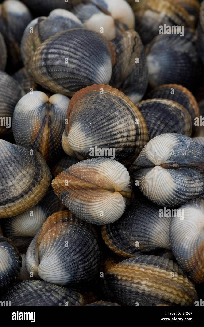 food, aliment, mollusc, shell, freshness, closed, raw, stack, heap, sea ...