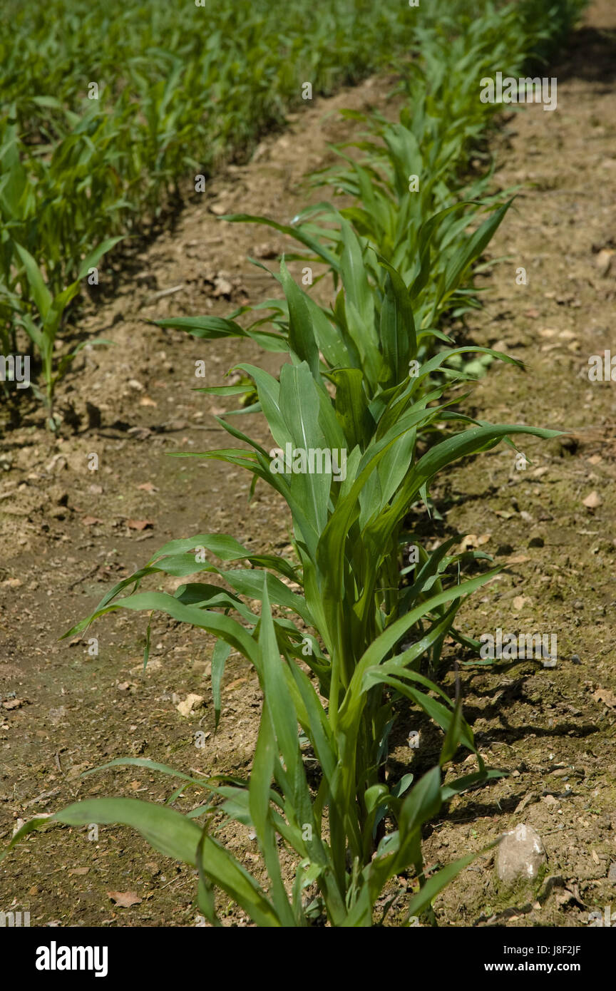 culture, ground, soil, earth, humus, leaves, agriculture, farming ...