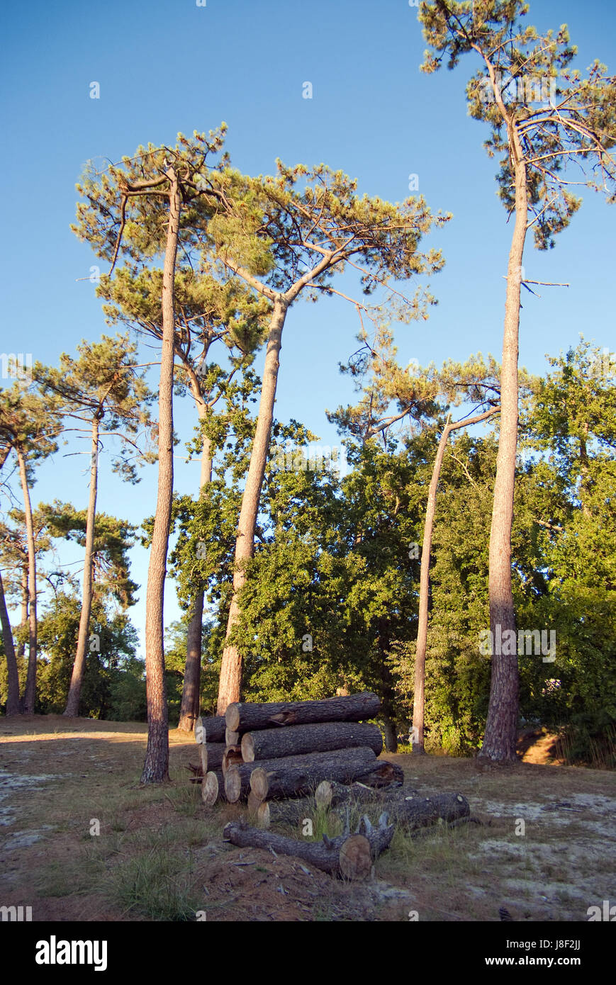 environment, enviroment, tree, wood, trunk, pine, saw, cut, timber ...