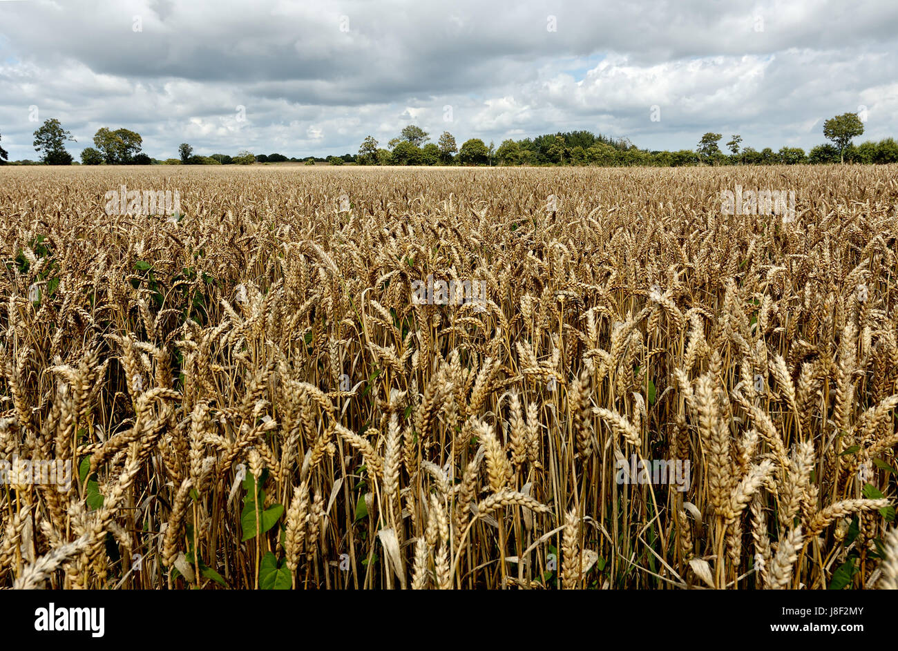 field, ripe, harvest, golden, wheat, farm, landscape, scenery ...