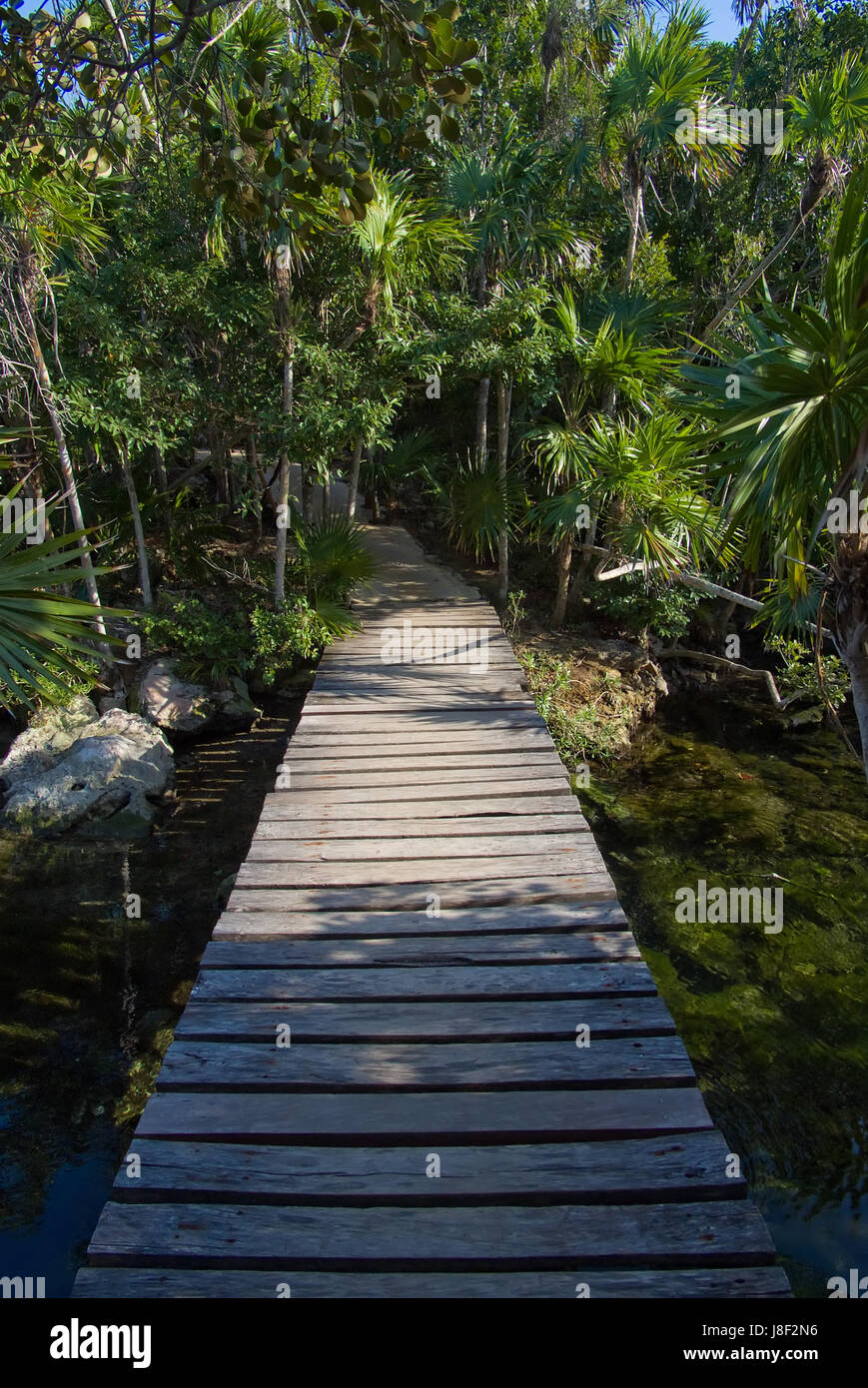 leaf, garden, wood, bridge, wild, exotic, adventure, palm tree, route ...