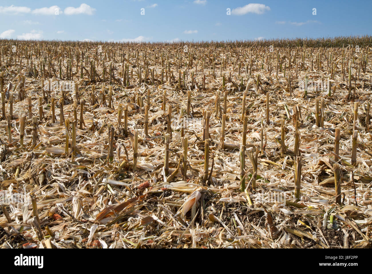 corn field after harvesting Stock Photo - Alamy