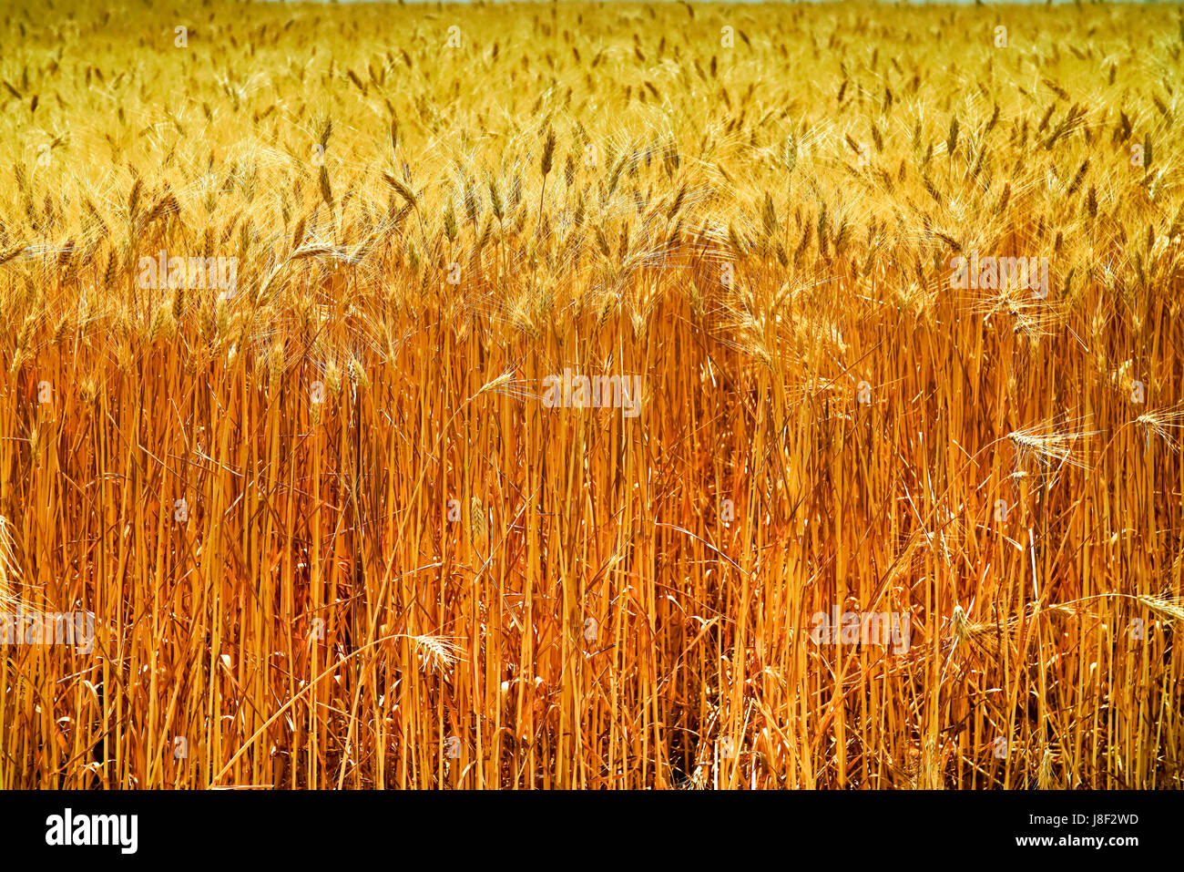 Wheat stalks hi-res stock photography and images - Alamy