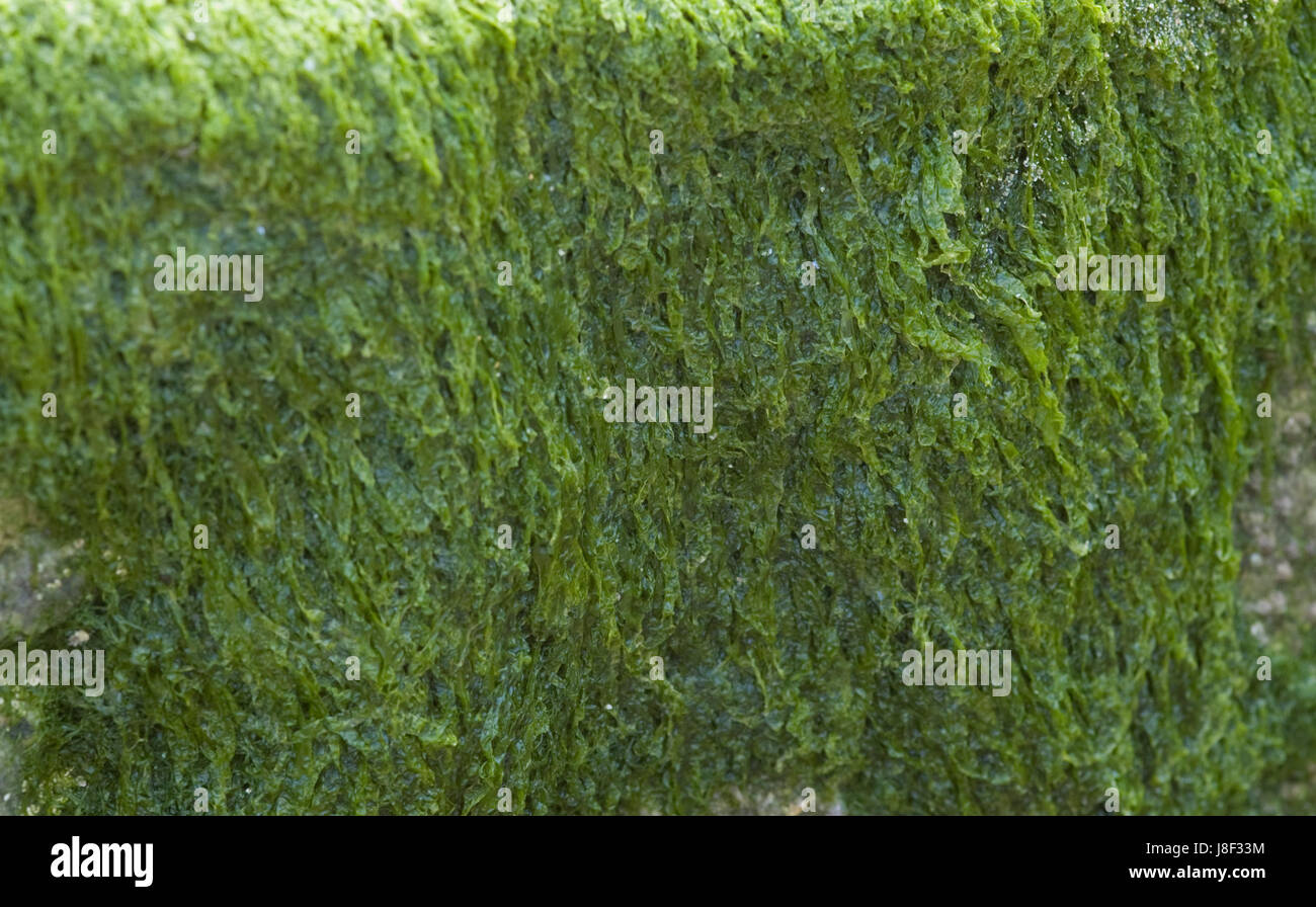 algae, wet, surface, slippery, aquatic, slimy, salt water, sea, ocean ...