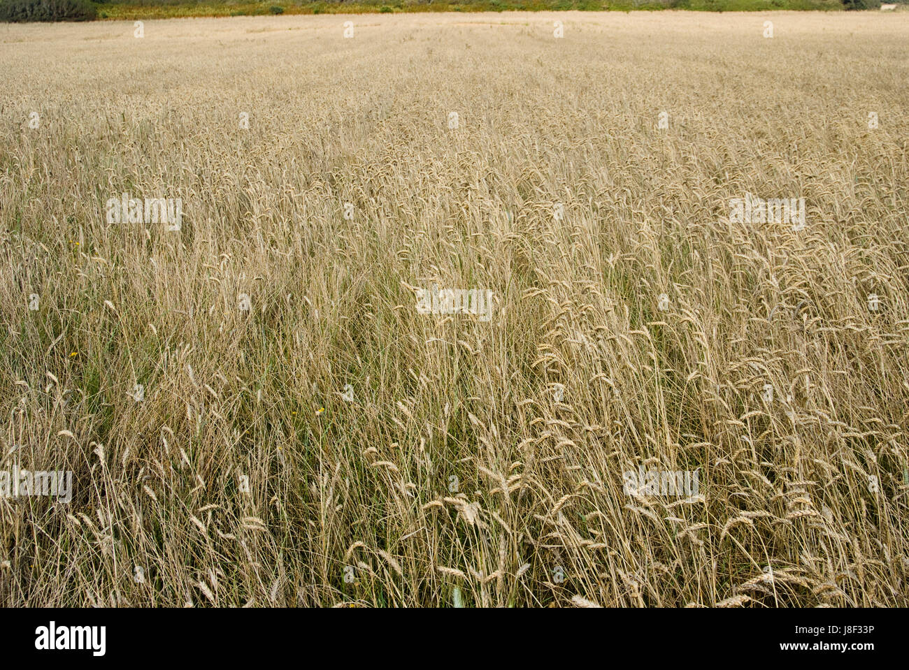 agriculture, farming, field, ripe, harvest, golden, wheat, farm ...