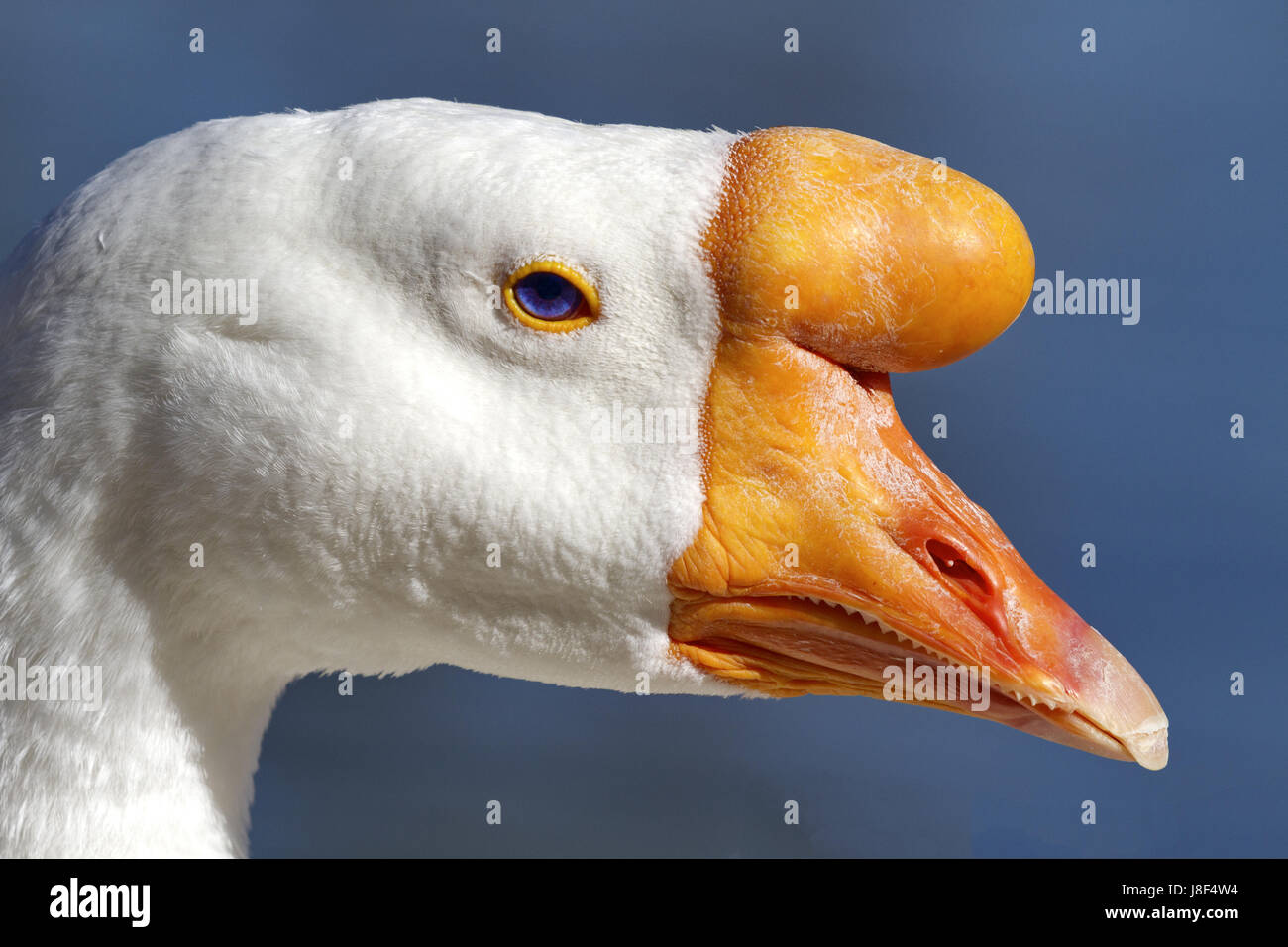 Distinctive knob at base of beak marks domestic swan goose in close up ...