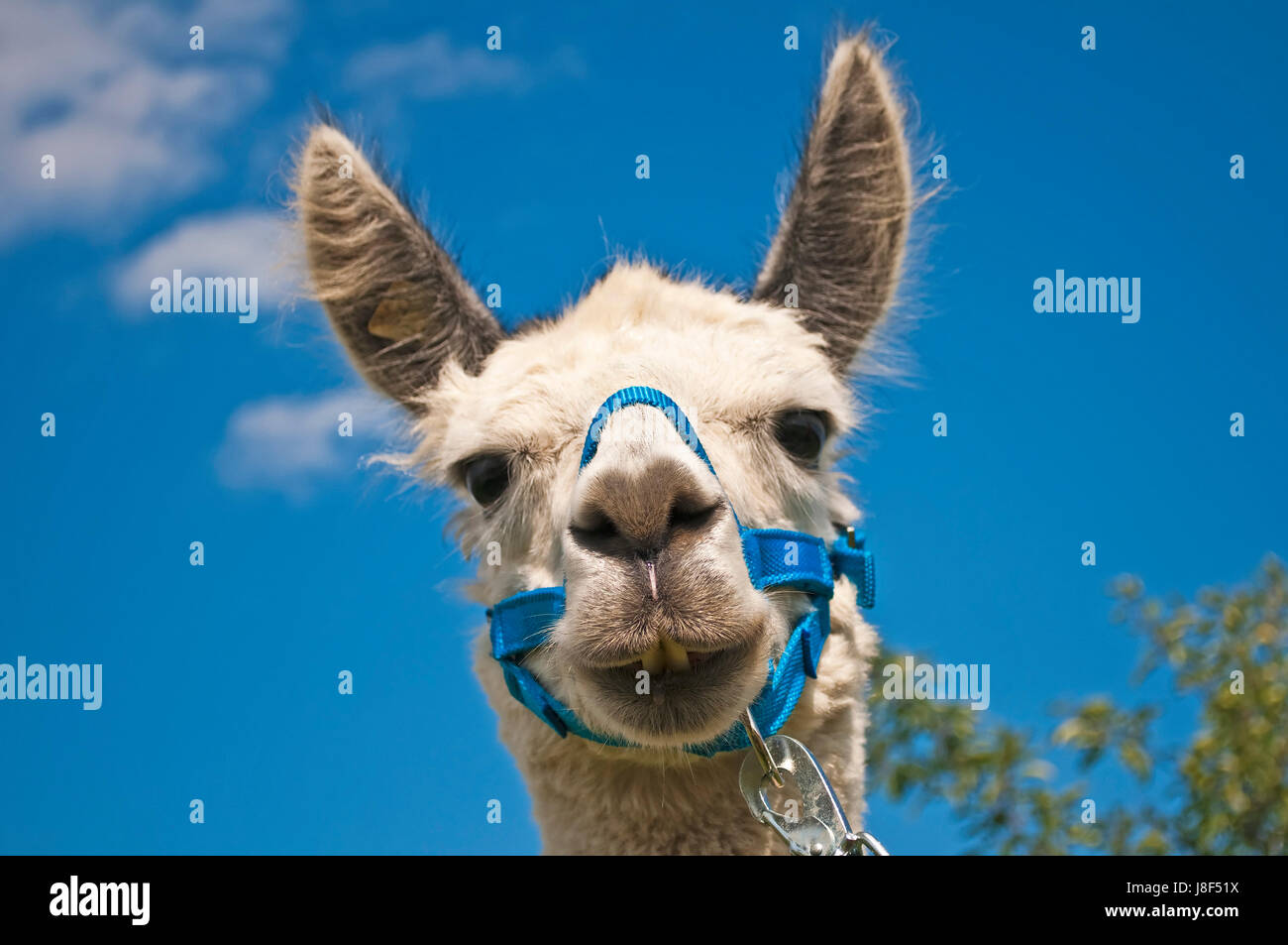 animal, mammal, farm animal, alpaca, animal, mammal, male, masculine ...