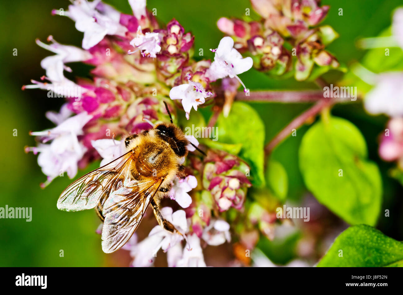 blue, insect, bloom, blossom, flourish, flourishing, thyme, pink, bee ...