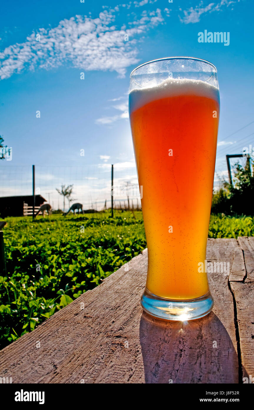 beer, farm, beer brewed from wheat, ranch, land, realty, ground, wheat ...
