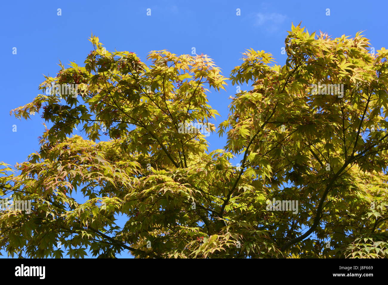 Maple tree in summer Stock Photo - Alamy