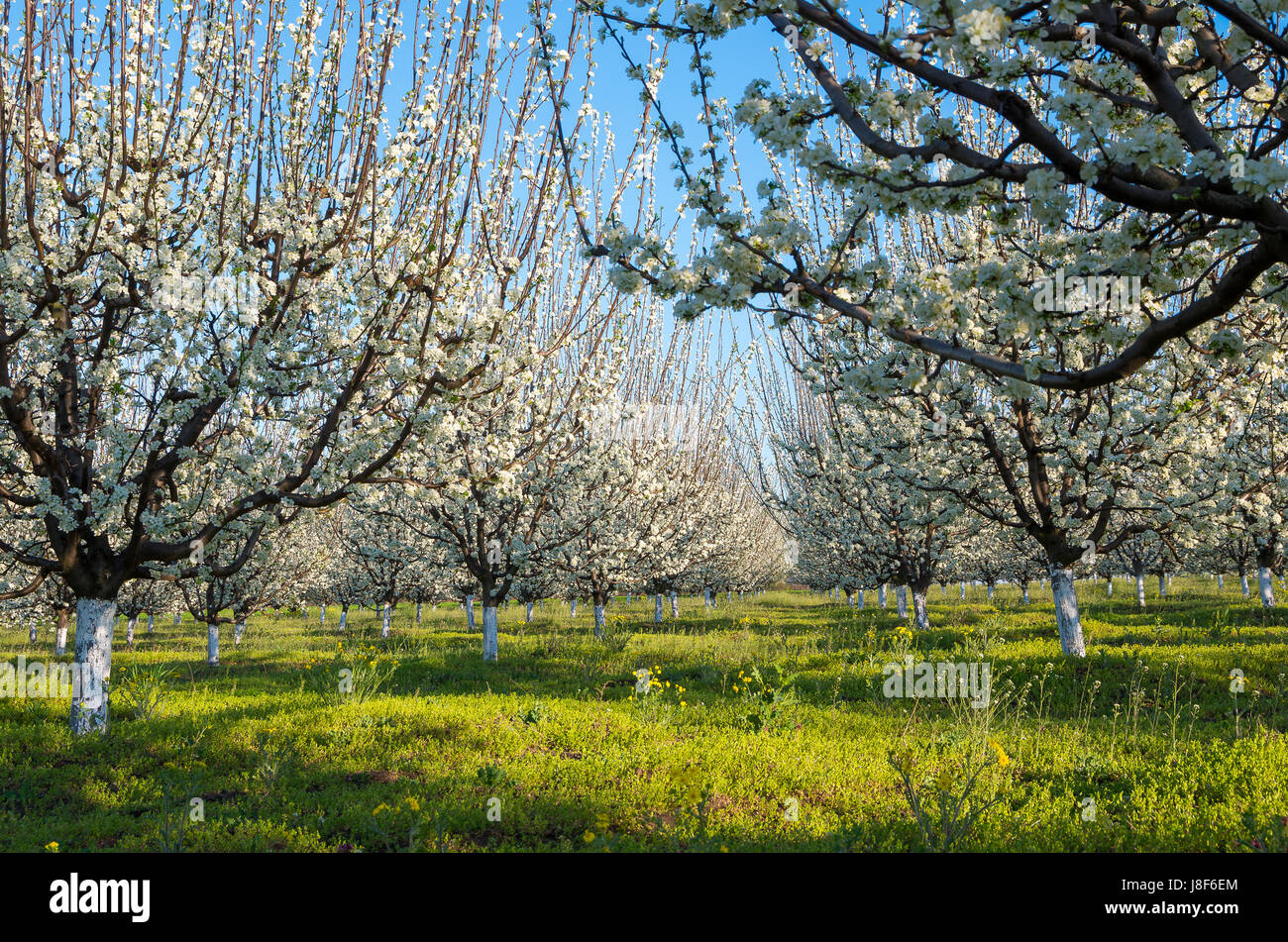 Farm - Blue plum orchard in full bloom in spring Stock Photo - Alamy